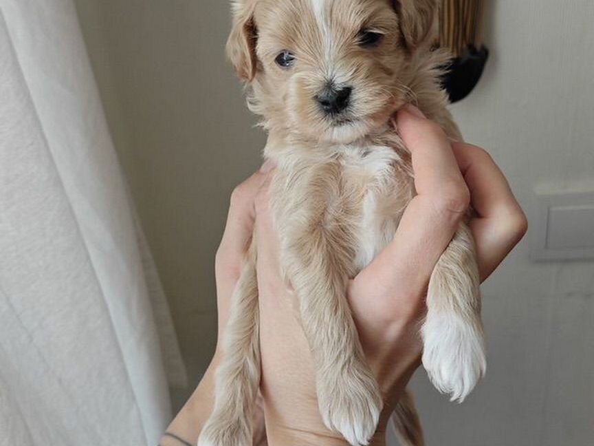 Мальтипу топ окраса с пятном сердечко