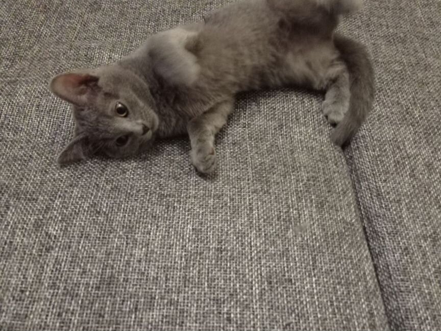 Котёнок в добрые руки