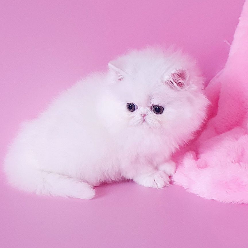 Экзотический короткошёрстный котёнок