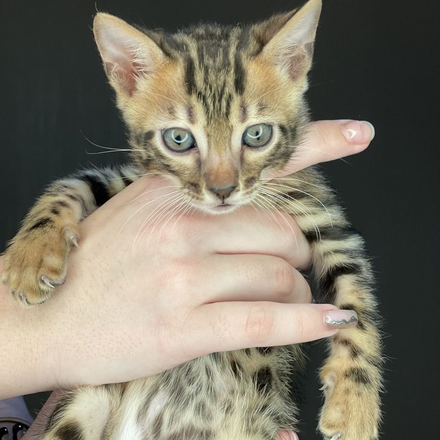 Бенгальское чудо