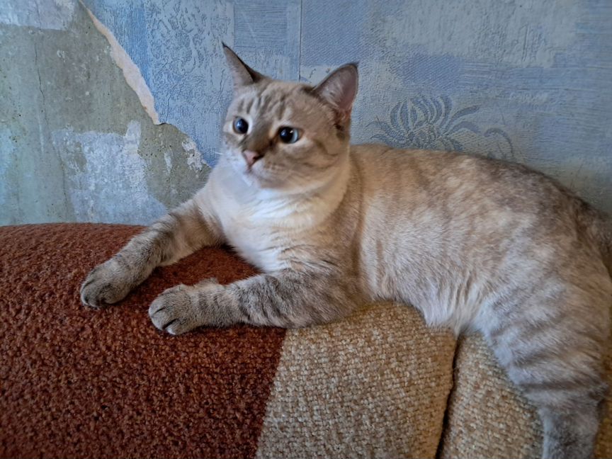 Кошечка в дар