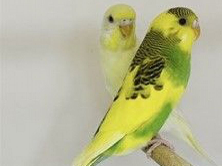 Волнистый попугай