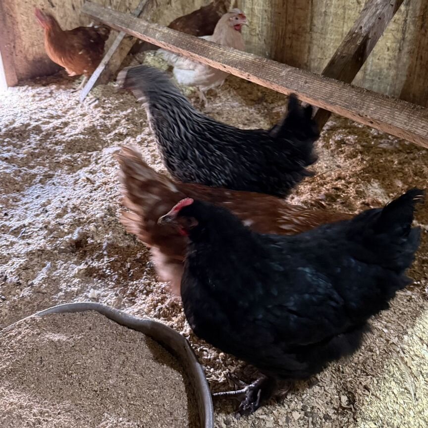 Куры молодки несушки доминант