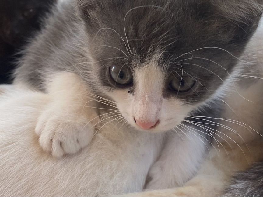 Отдам котенка в добрые руки, смотрите описание