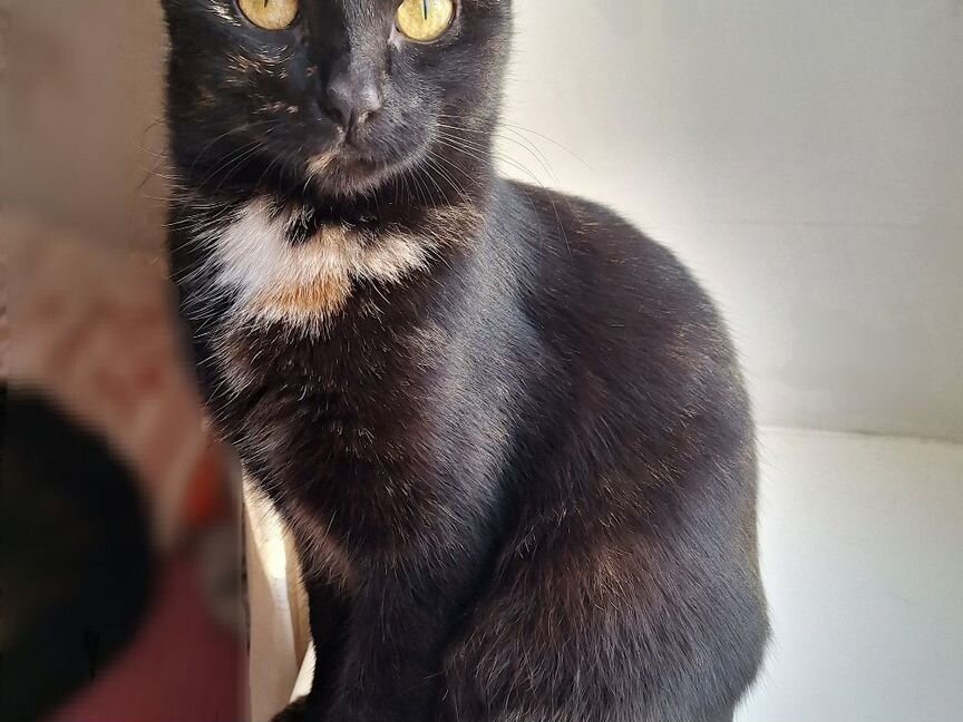 Кошка в дар