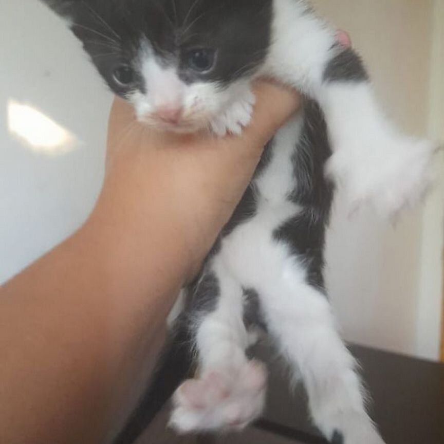 Животные в добрые руки котики