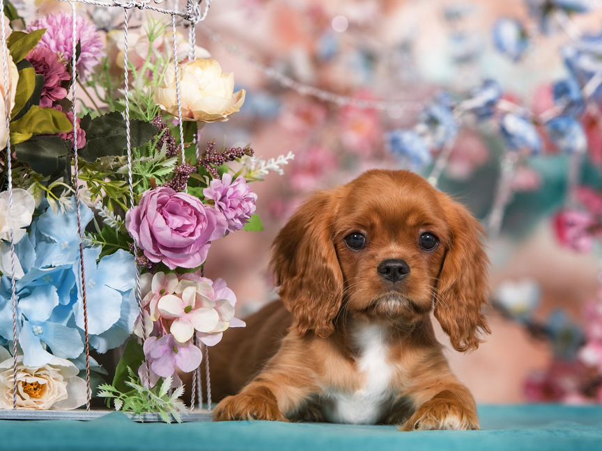 Кавалер кинг чарльз спаниель