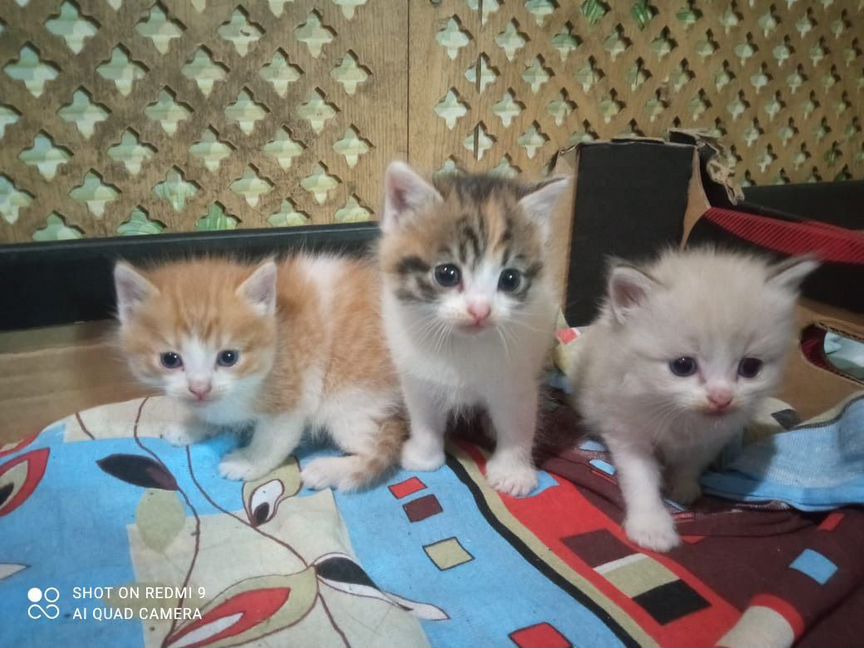 Котята в добрые руки