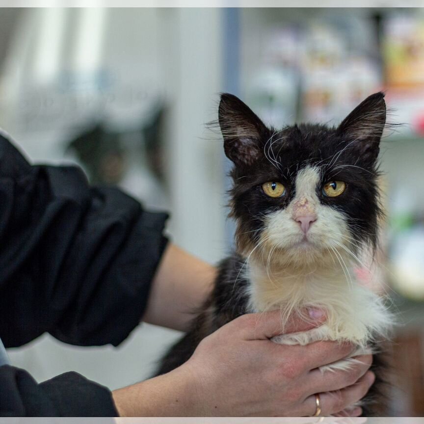 Кошка ищет дом