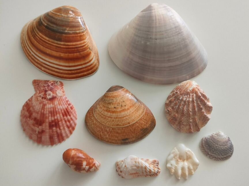 Морские ракушки раковины улитки