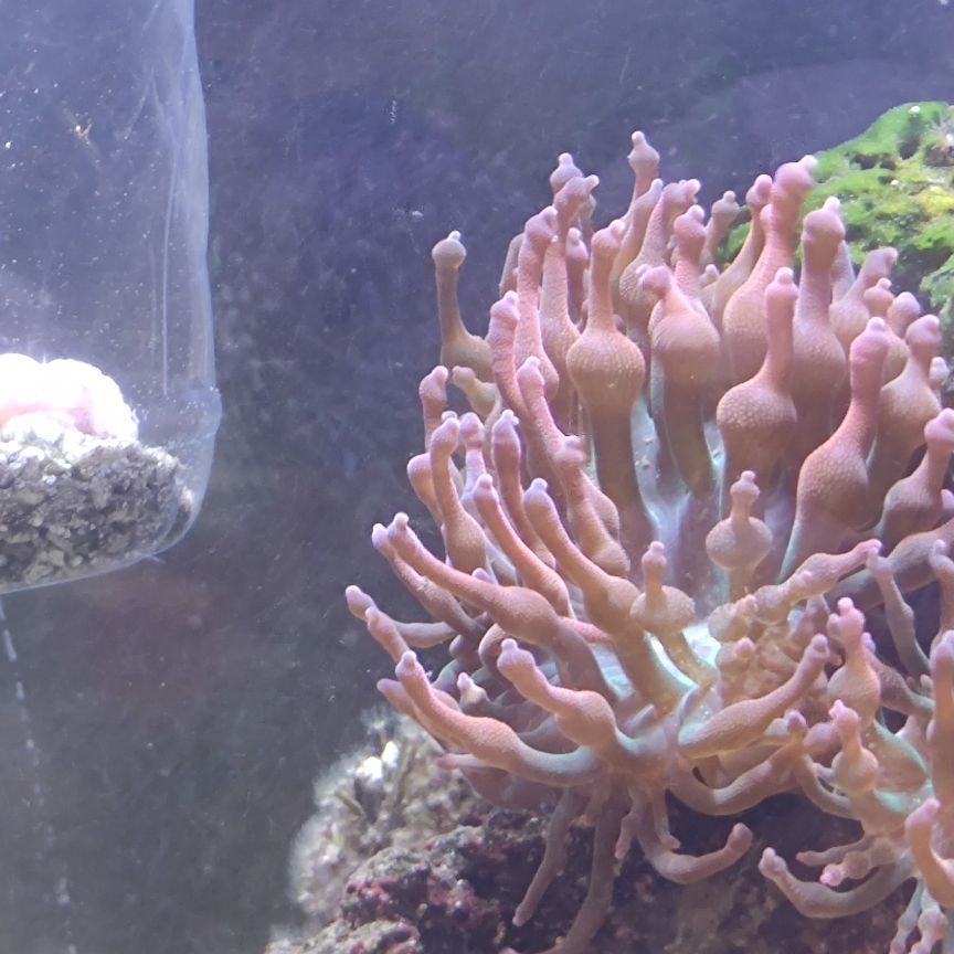 Актиния кирпичная