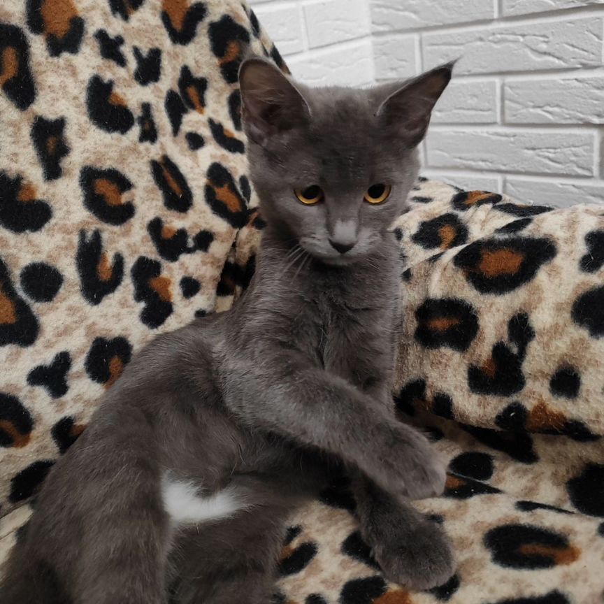 Кошки