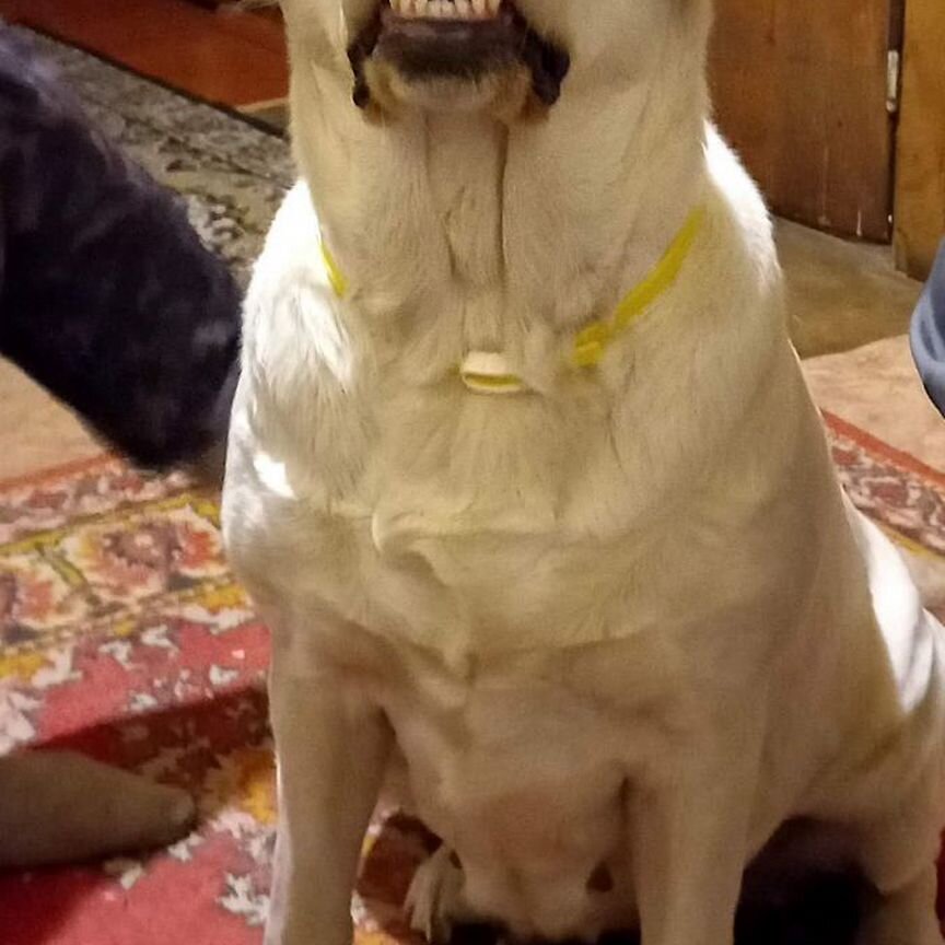 Отдам собаку в добрые руки