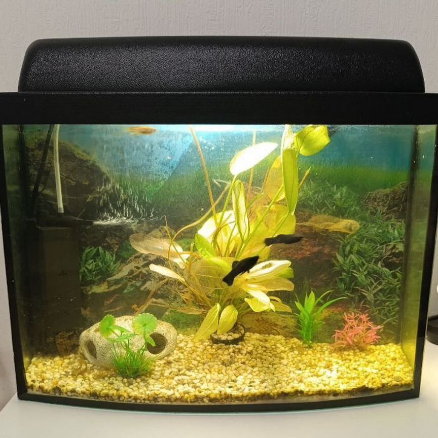 Аквариум с рыбками