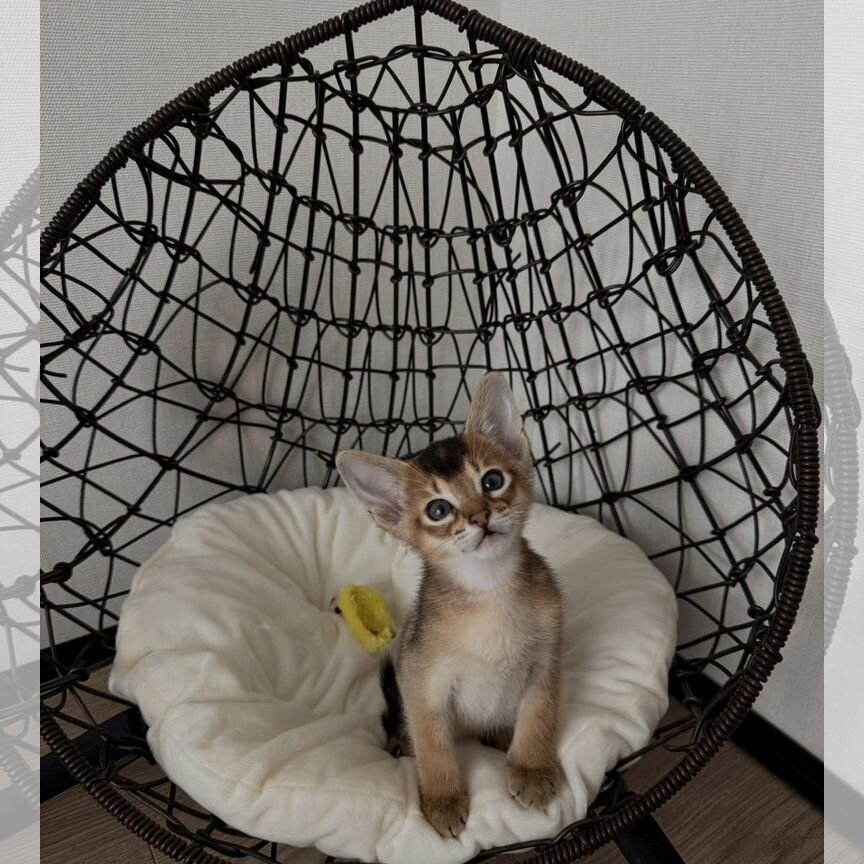 Абиссинский котёнок