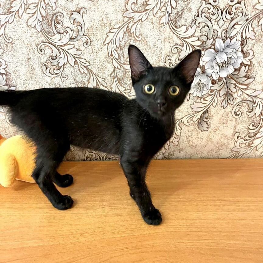 Котенок Мур мур в добрые руки бесплатно