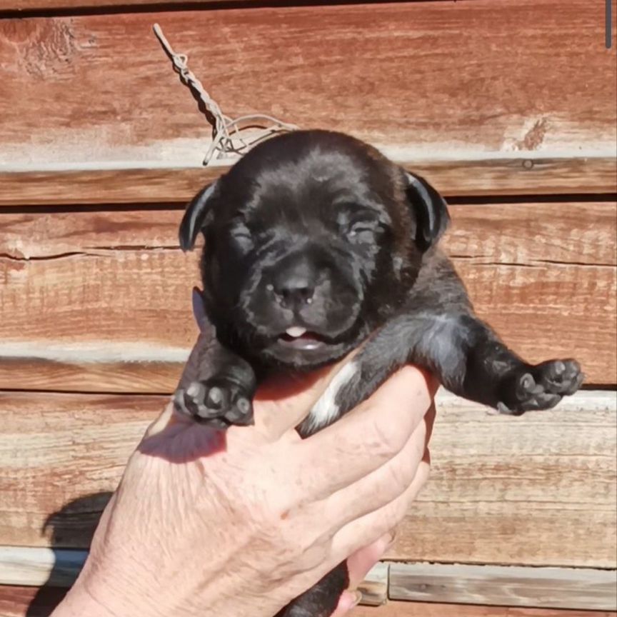 Мальчик стаффордширского бультерьера