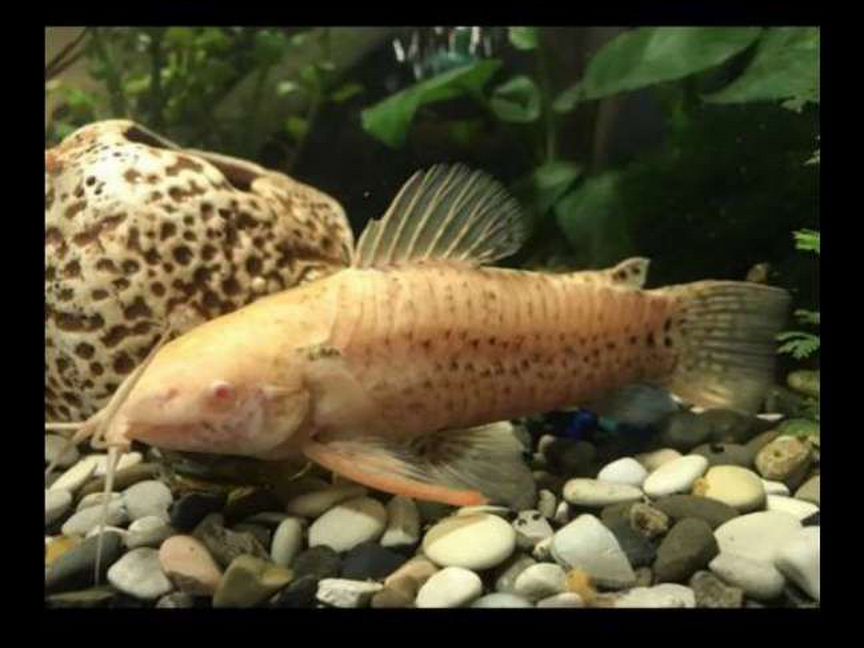 Сом таракатум рыбки улитки