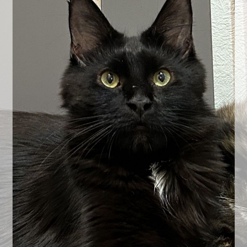 Мейн-кун, взрослая кошка