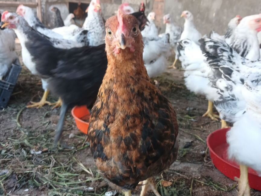 Цыплята подрощенные,возраст 2 месяца