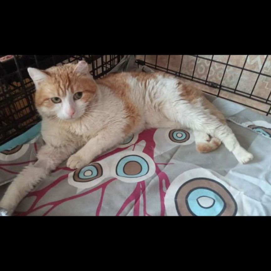 Котику очень нужен дом