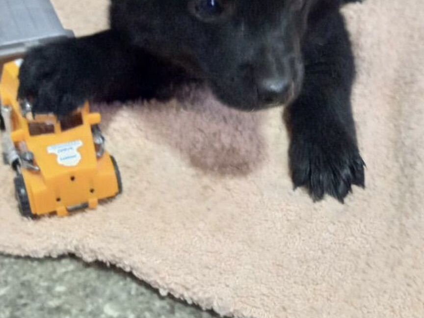 Маленькая собака