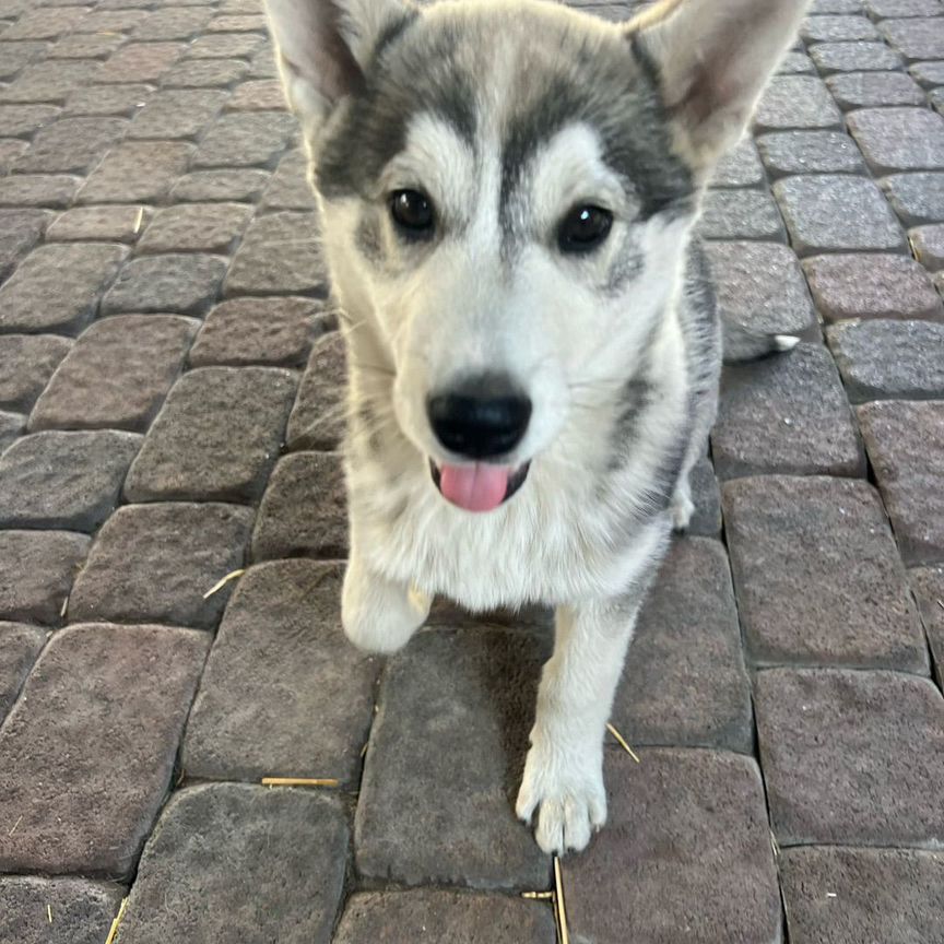 Сибирский хаски мальчик в добрые руки