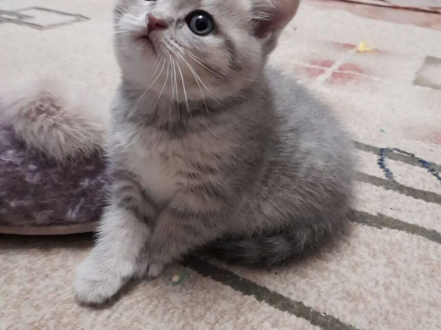 Шотландские вислоухие котята