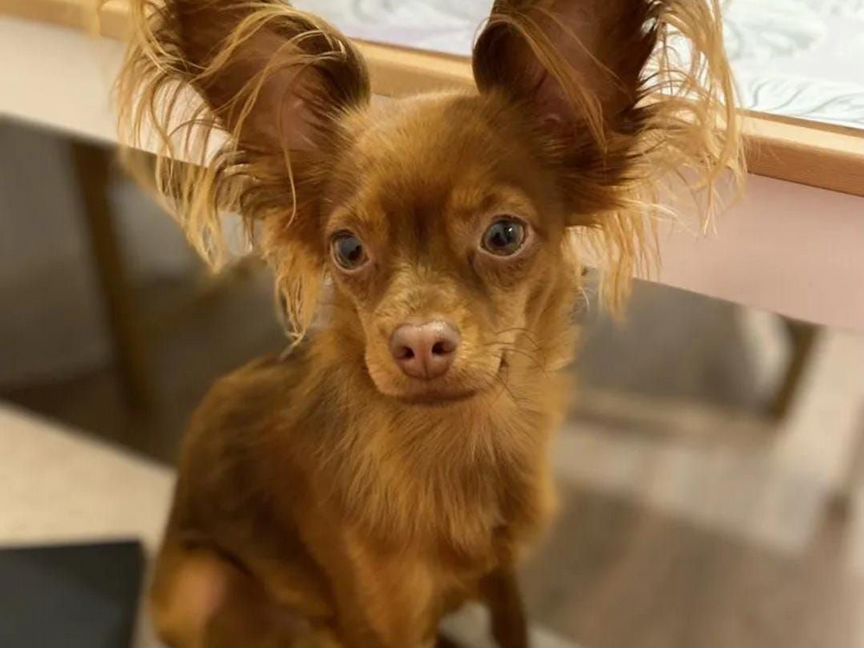 Щенок Тоя длинношерстный в хорошие руки