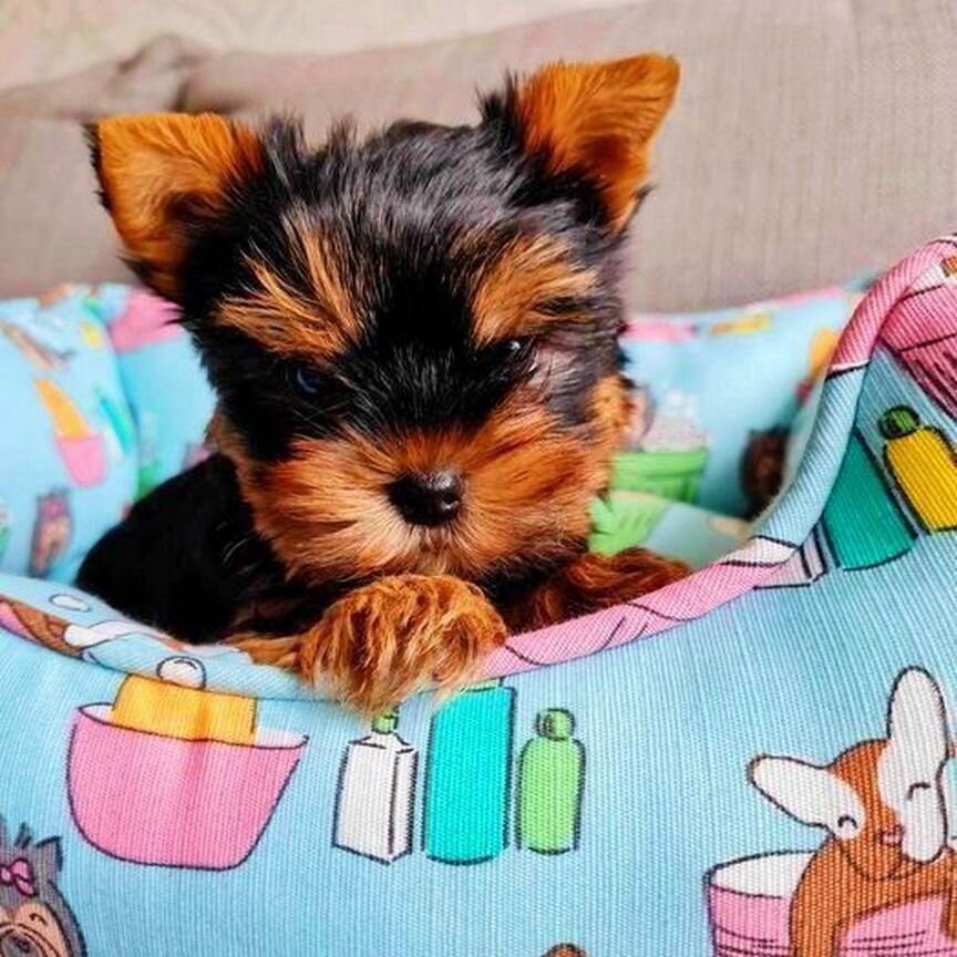 Щенки йоркширского терьера мини