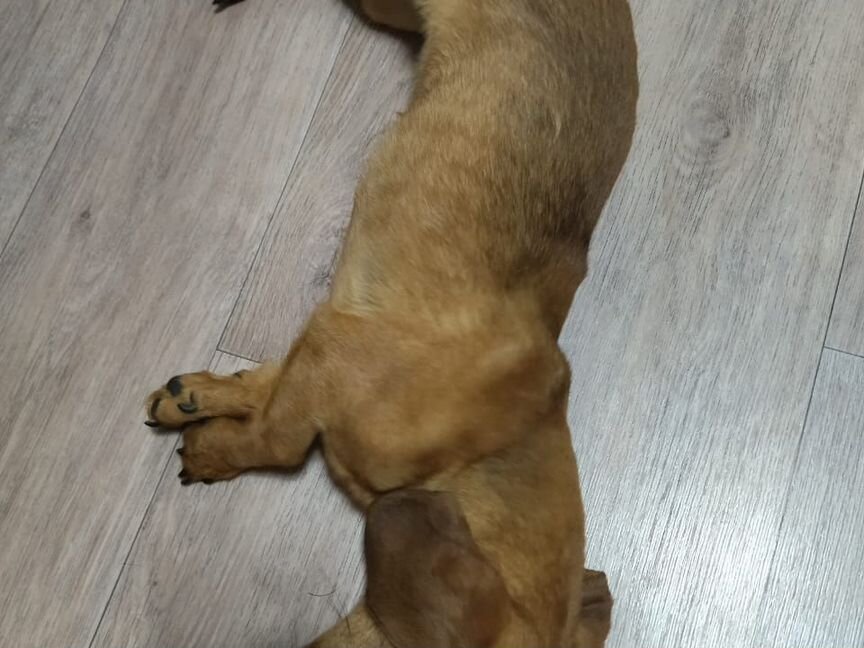 Отдам собаку