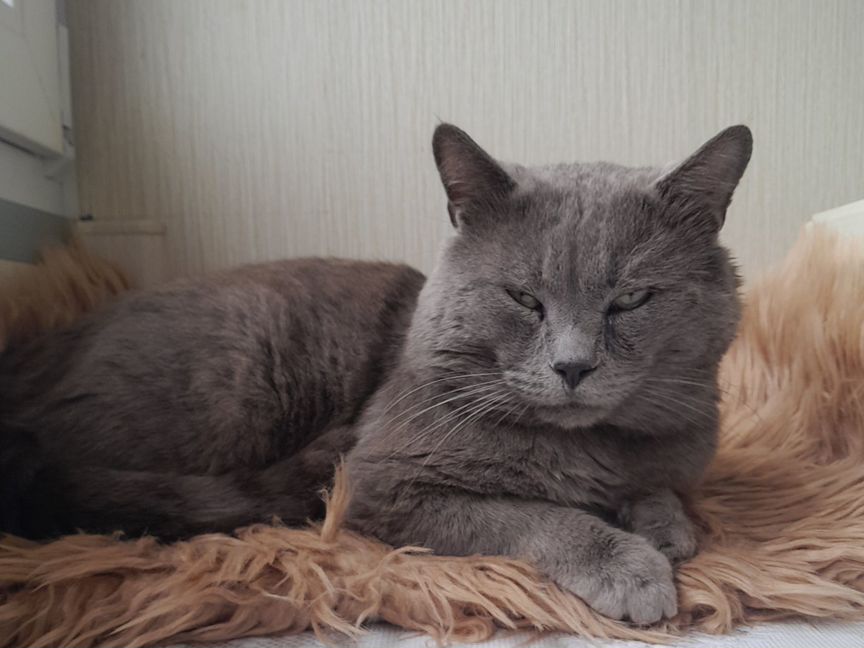 Британский котик в дар