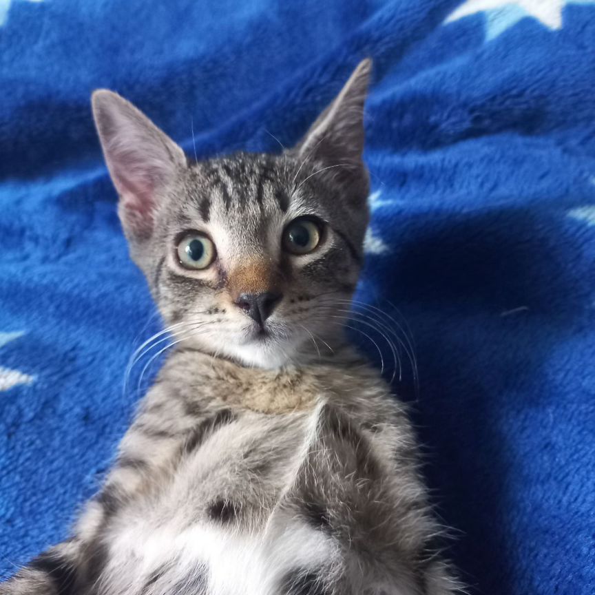 Котенок