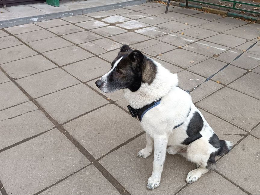 Среднеазиатская овчарка алабай щенки