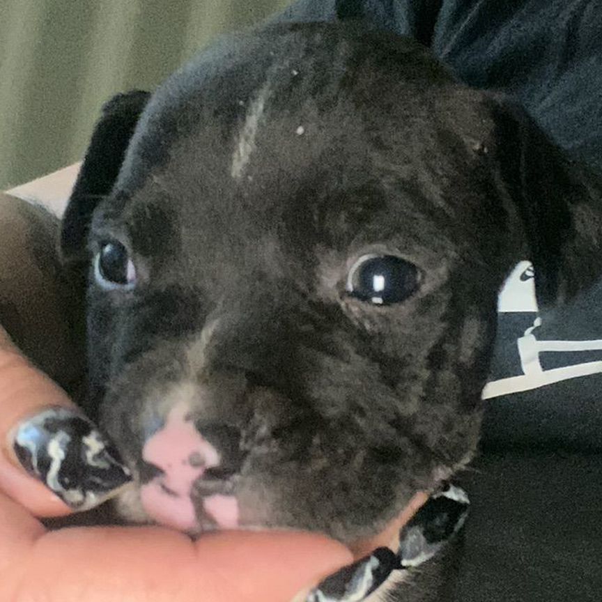 Щенки стаффорда