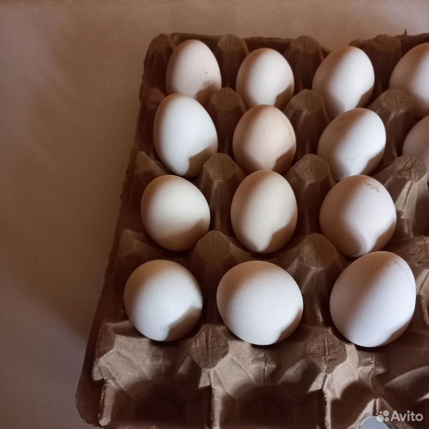 Соберу инкубационное яйцо