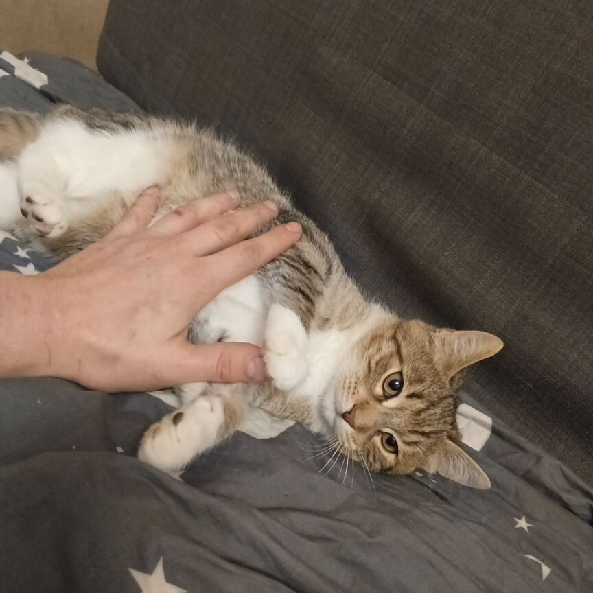 Котик мики