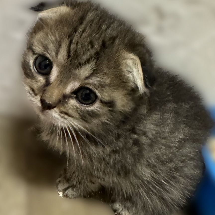 Шотландская