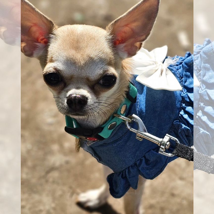 Чихуахуа, взрослая собака