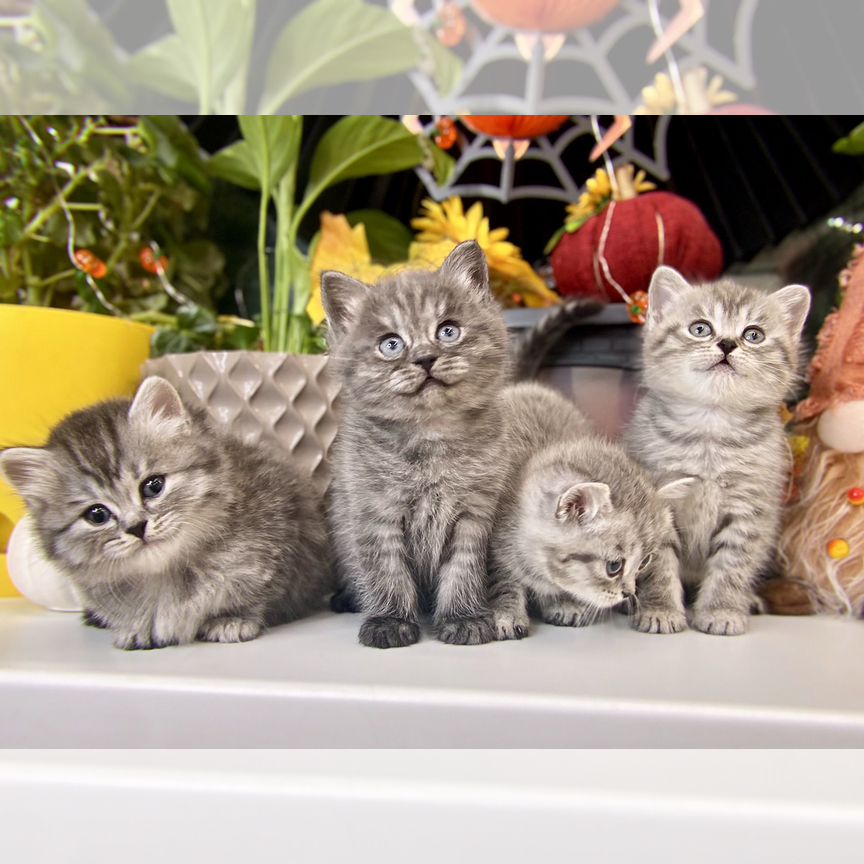 Шотландский прямоухий короткошёрстный котёнок