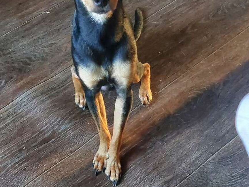 Самец ищет прекрасную даму