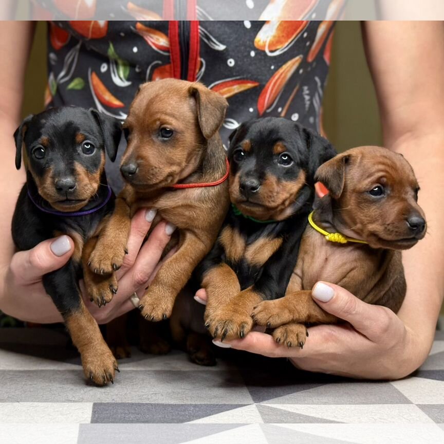 Цвергпинчер, щенок