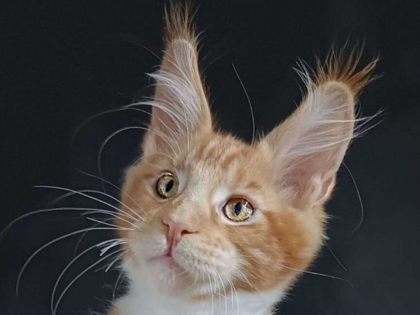 Мачо котенок Мейн кун