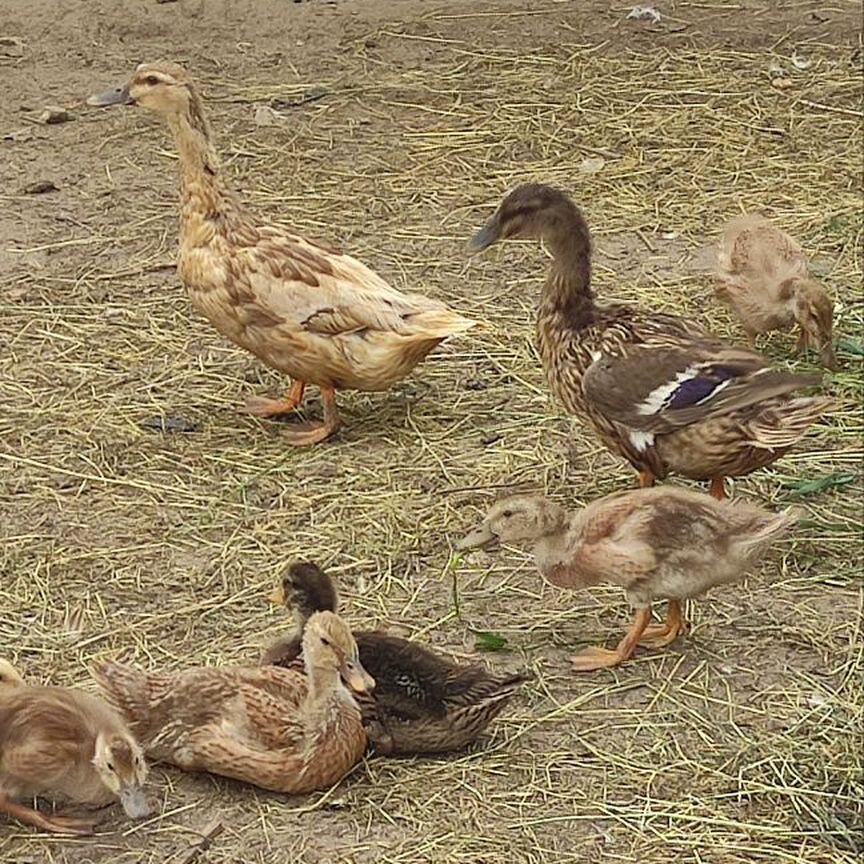 Подсадные утки