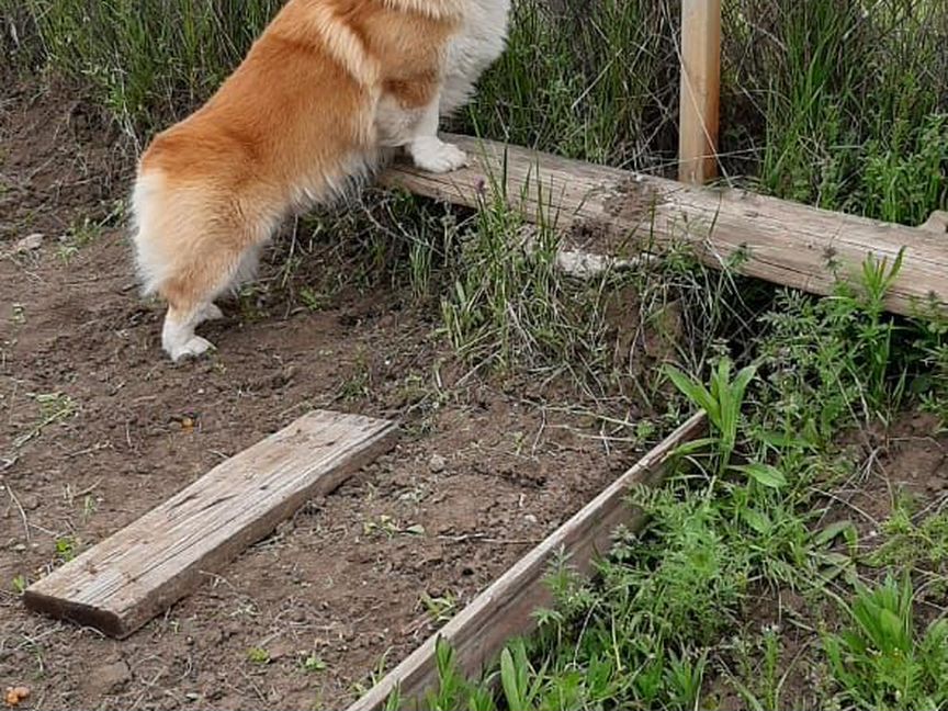 Вязка корги