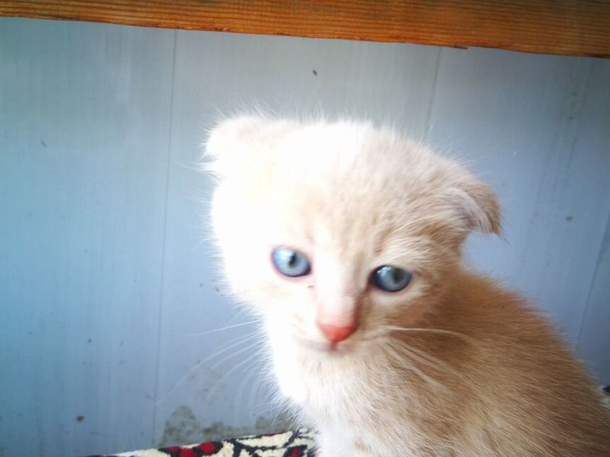 Красивые котята