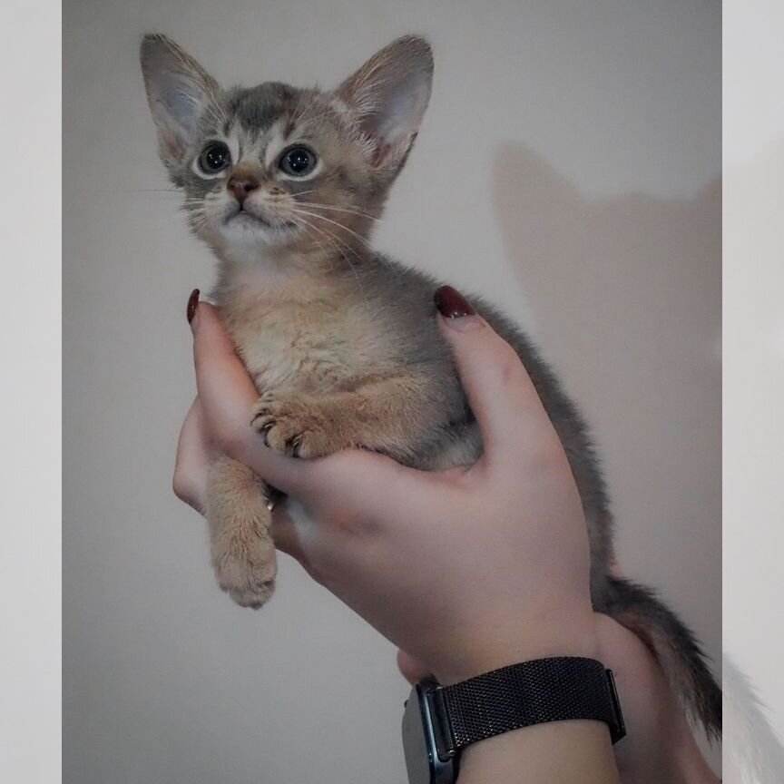 Абиссинский котёнок