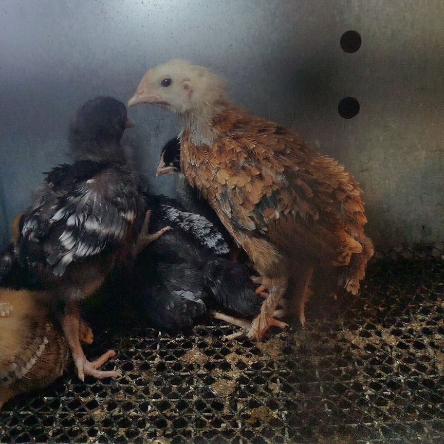 Продам цыплят несущее 2 недели