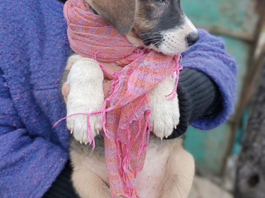 Малышка 3 месяца метис