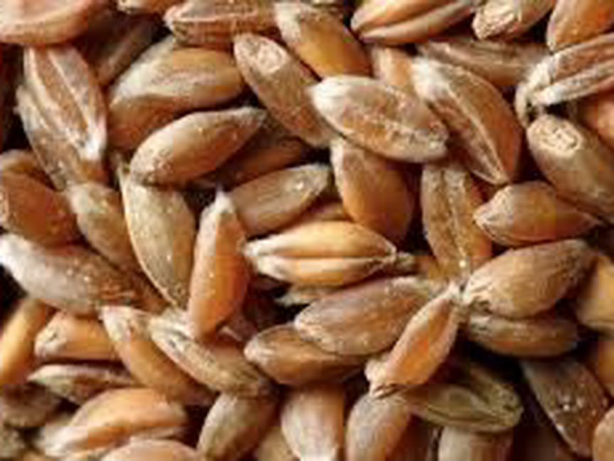 Продам тритикале 2022г. Цена договорная